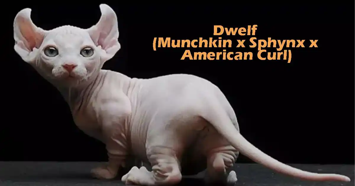 Dwelf Munchkin Cat: A Unique Feline Breed with a Distinct Charm